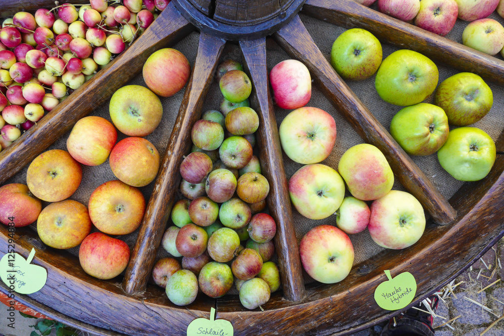 verschiedene Apfelsorten Stock Photo | Adobe Stock