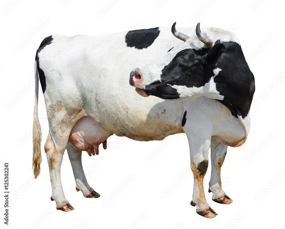 Funny Talking Animals Cute