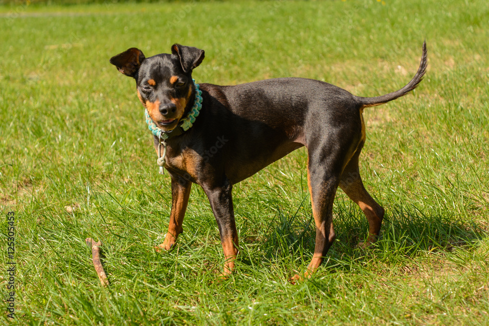 lebensfroher Rehpinscher auf der Wiese Stock-Foto | Adobe Stock
