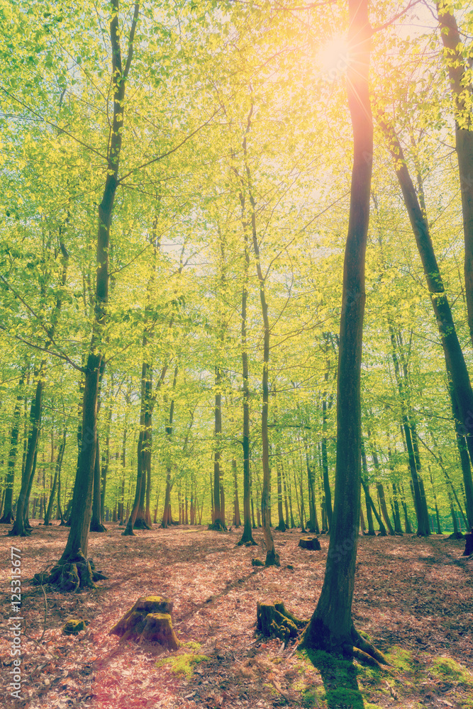 Summer forest with sun light and sun rays Instagram wash-out eff Stock ...