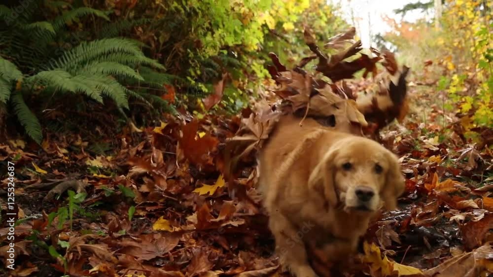 Slow motion clip of Golden Retriever Dog jumping out from under a pile ...