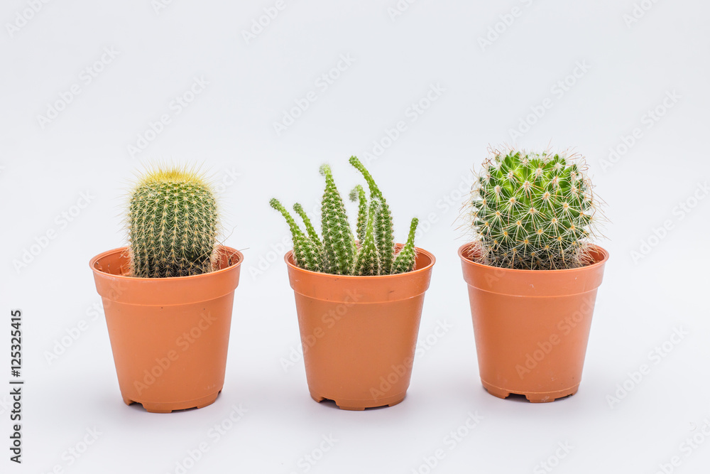 Three cactus isolated Stock Photo | Adobe Stock