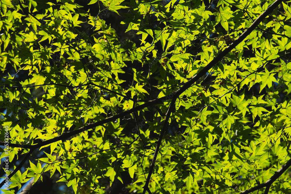 Green leaf maple tree , light and Shadow . Stock Photo | Adobe Stock