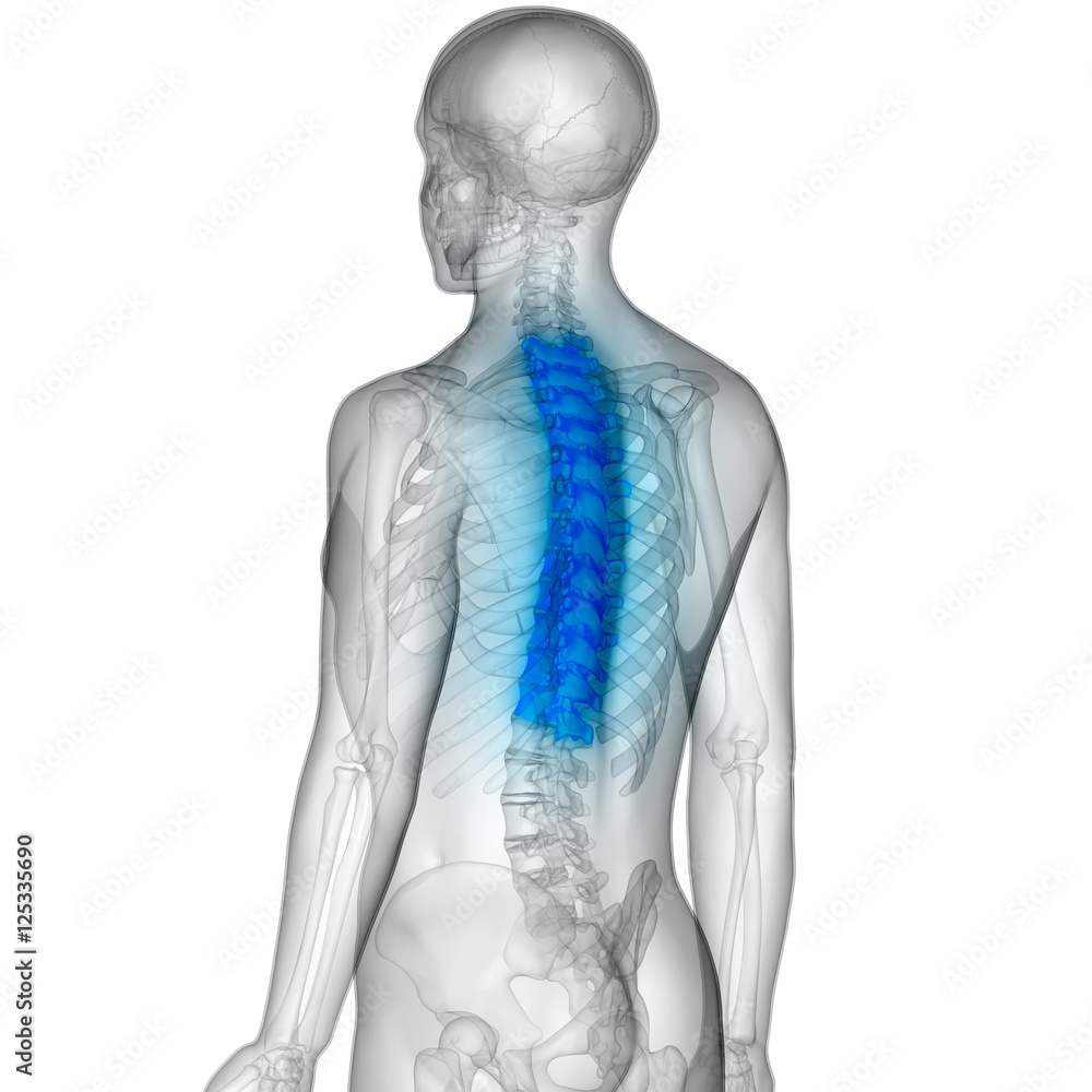 Spinal cord Anatomy (Thoracic vertebrae) Stock Illustration | Adobe Stock