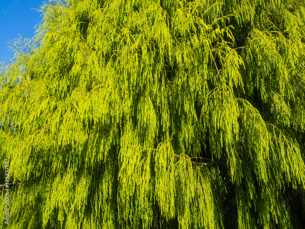 Rimu Stock Photo | Adobe Stock