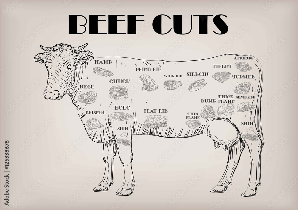Beef cow bull whole carcass cuts cut parts infographics scheme Stock ...