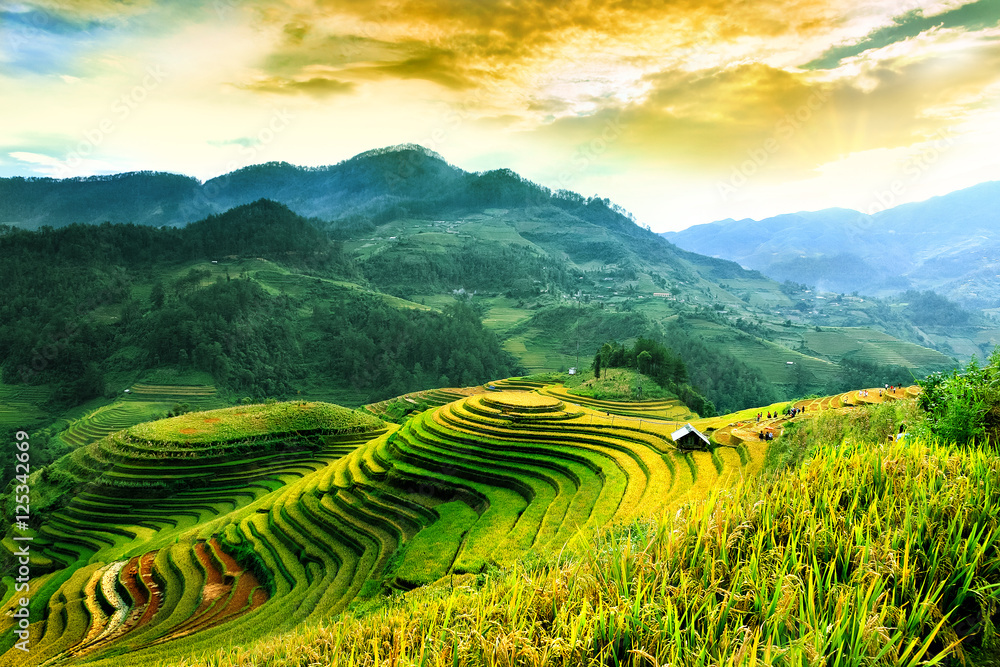 Rice fields on terraced of Mu Cang Chai, YenBai, Vietnam. Rice fields ...