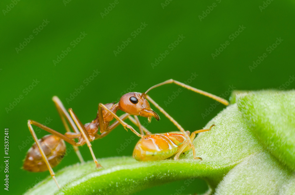 red ant and strange treehopper larvae with green background, aphid ...