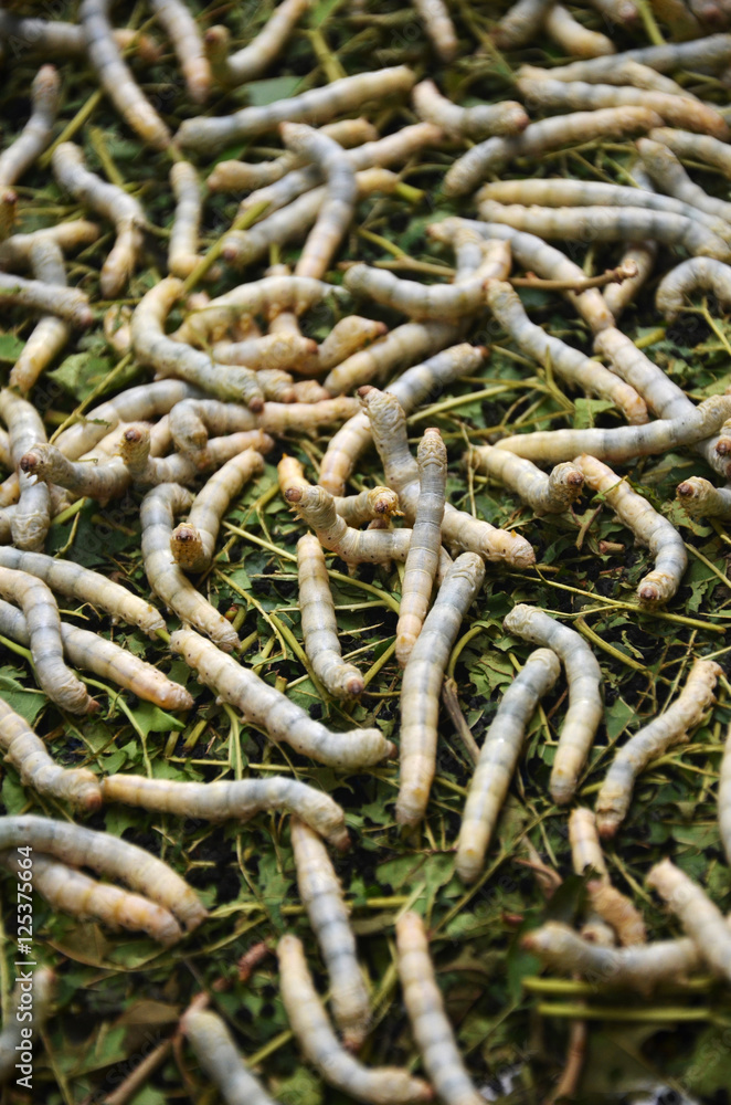Silkworms in silk farm, Siem Reap Stock Photo | Adobe Stock