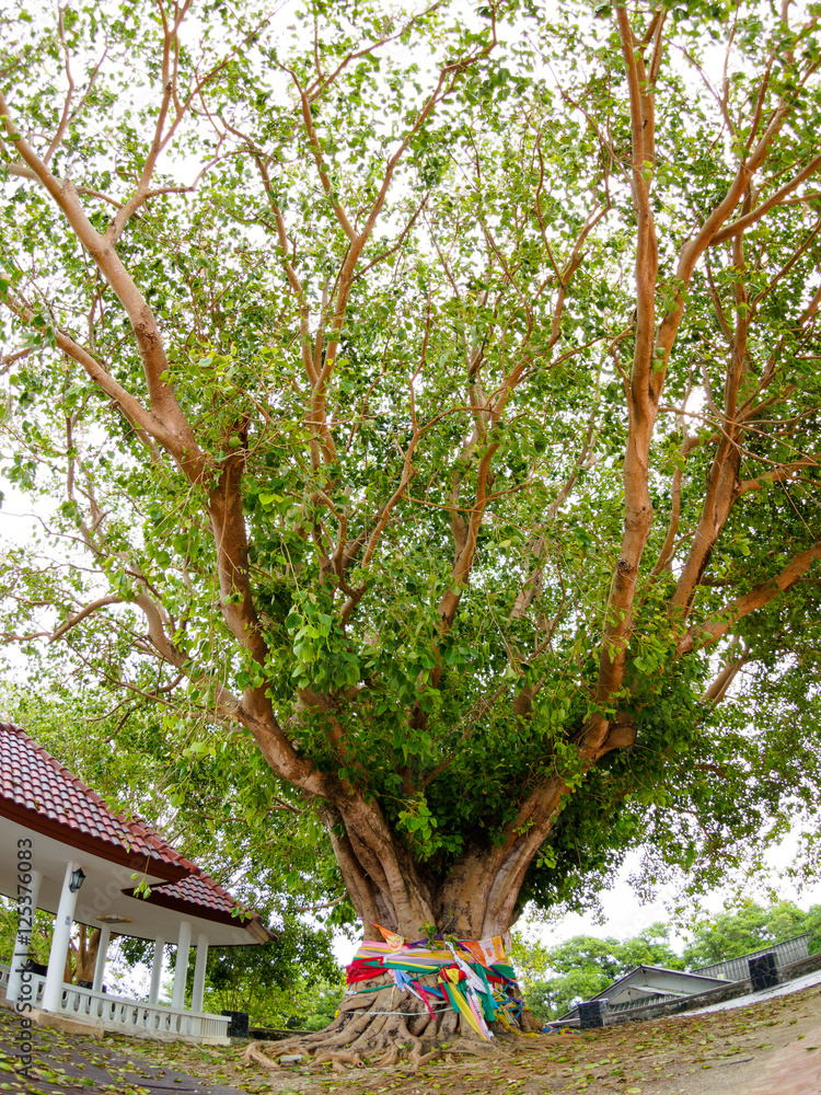 Big Bodhi Tree at Phromthep Cape phuket Thailand Stock Photo | Adobe Stock