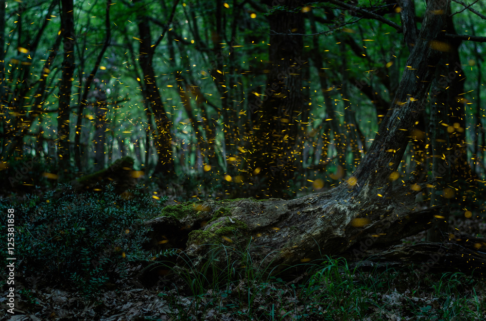 Fireflies/ Night in the forest with fireflies Stock Photo | Adobe Stock