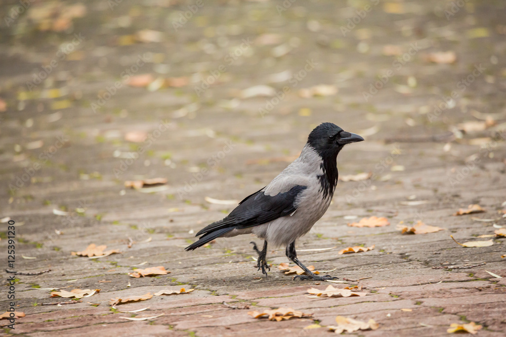 Crow walks on the ground strewn with autumn leaves Stock Photo | Adobe ...