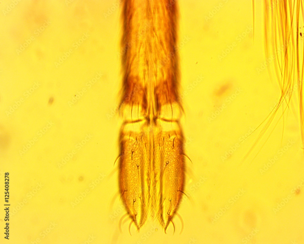 Anopheles mosquito (Anopheles sp.) proboscis - permanent slide plate ...