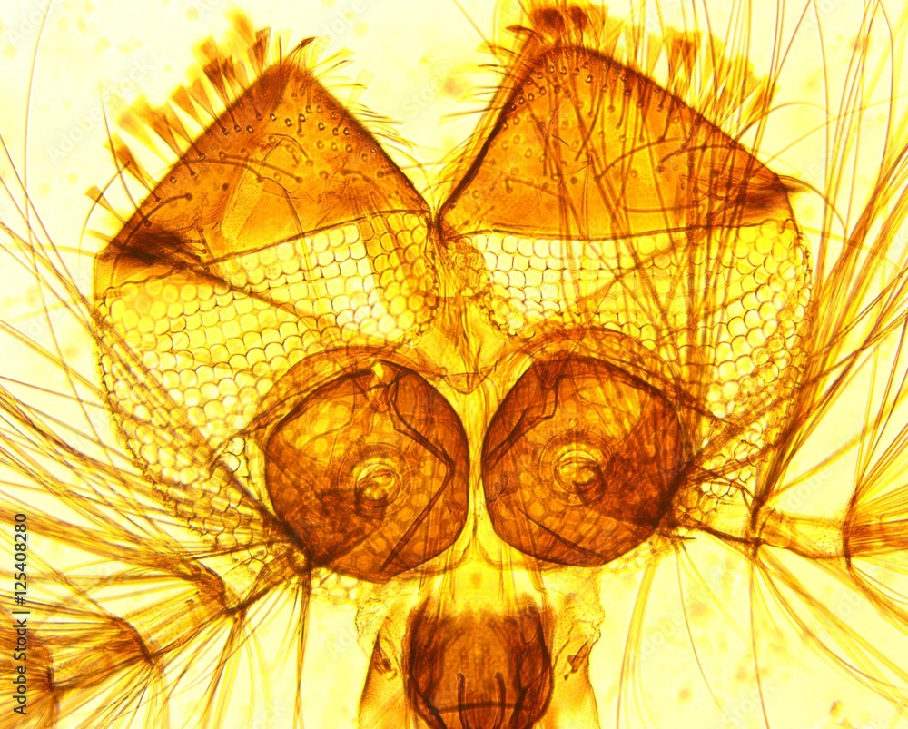 Anopheles mosquito (Anopheles sp.) mouth apparatus - permanent slide ...