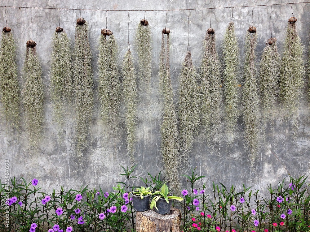 Spanish Moss hanging for decoration and Ruellia tuberosa flower with ...