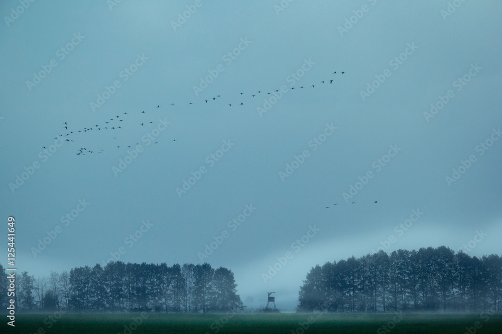 last days of autumn. winter has already come. a bulk of wild geese ...