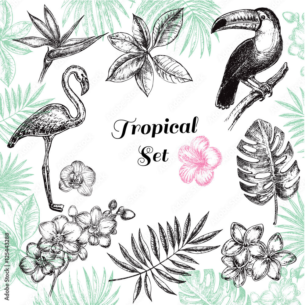 hand drawn sketch illustration tropical Stock Vector | Adobe Stock