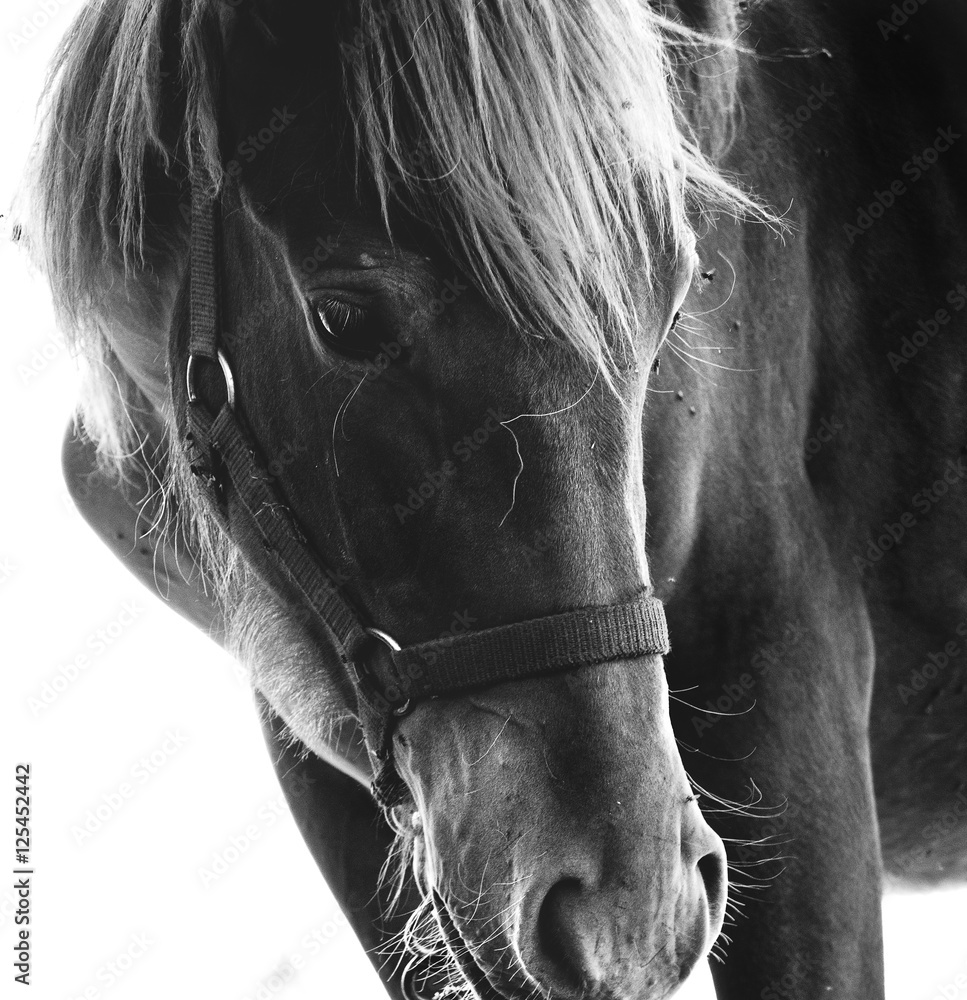 horse Stock Photo | Adobe Stock