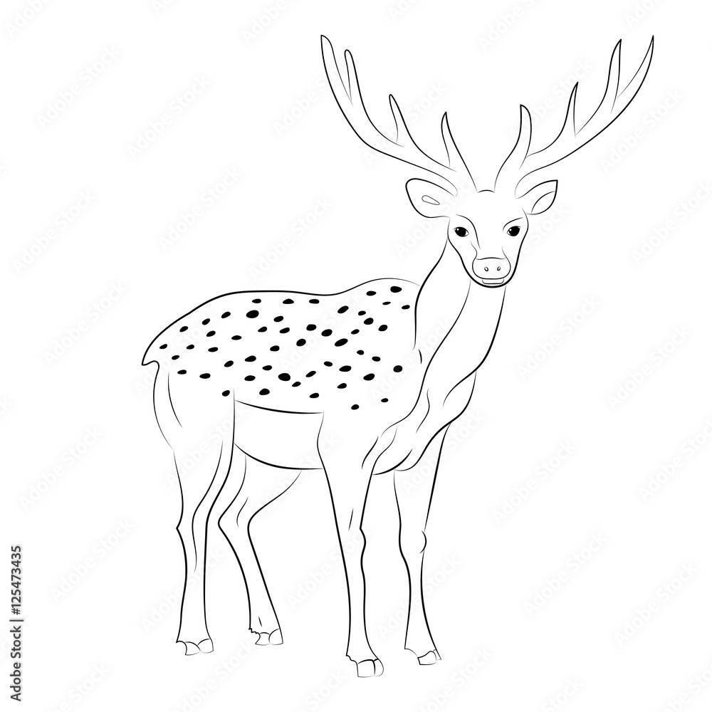 Spotted Deer Drawing