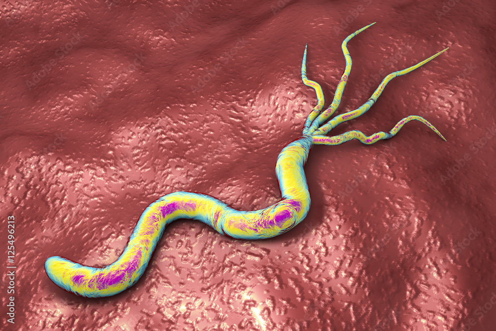 3D illustration of Helicobacter pylori, bacterium which causes gastric ...