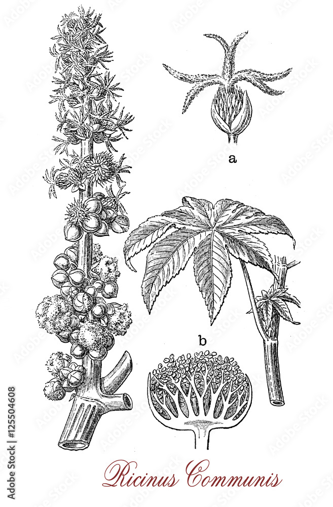 Ricinus communis, flowering plant known also as castor-oil-plant, from ...
