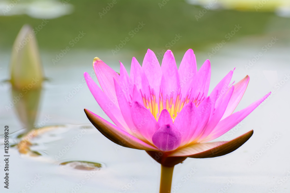 Lotus is many colors and beautiful in ponds, is a symbol of Buddhism ...