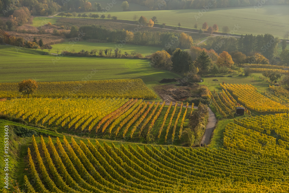 Weinberge im Herbst Stock Photo | Adobe Stock