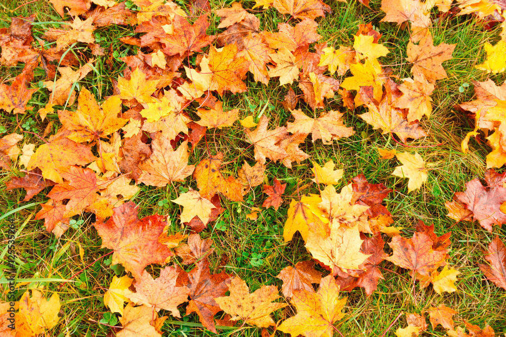 autumn leaves on green grass Stock Photo | Adobe Stock