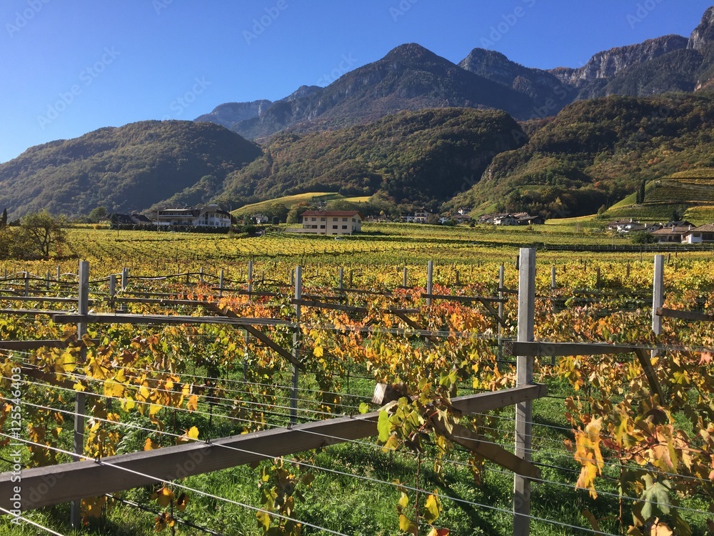 vigne vigneti vino uva raccolta uva vendemmia trentino Alto Adige Stock ...