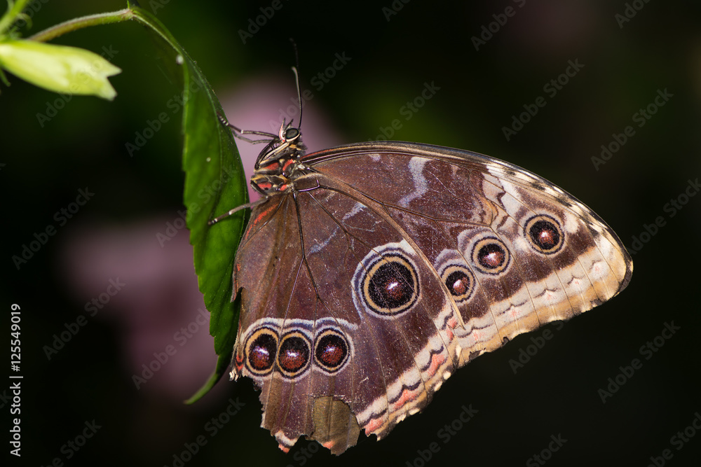 Peleides Blue Morpho (Morpho peleides) butterfly underside. Ventral view of brilliant iridescent ...
