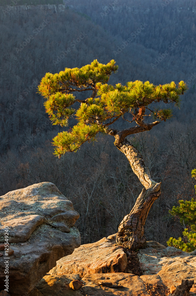 Pine Tree On Cliff Edge Stock Photo | Adobe Stock