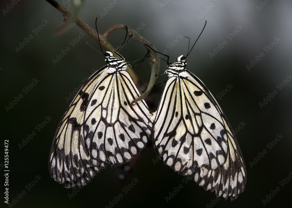 Malabar tree-nymph (Idea malabarica) butterflies mating. Black and ...