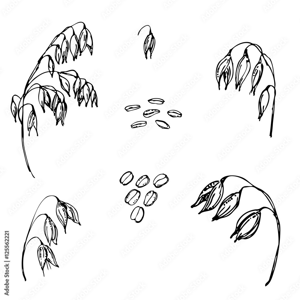 hand drawn set of oats, oatmeal, oat grain. sketch. Vector eps 8 Stock ...