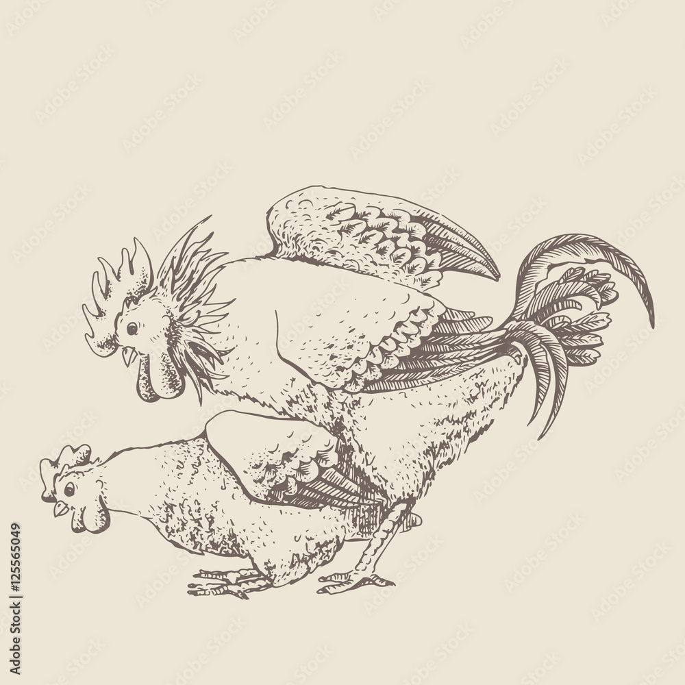 Mating of a rooster and hen Stock Vector | Adobe Stock