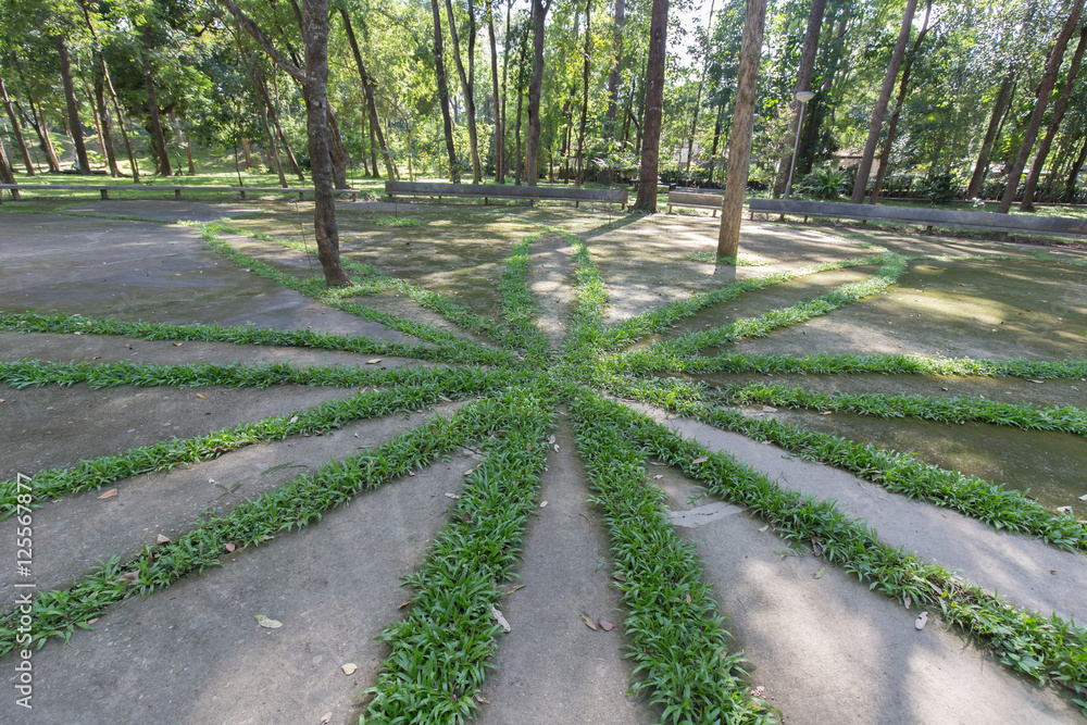 Grass line in concrete ground in public park Huaykeaw Arboretum Stock ...