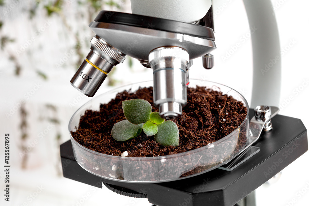Foto de analysis of soil sample with young plant under microscope do ...