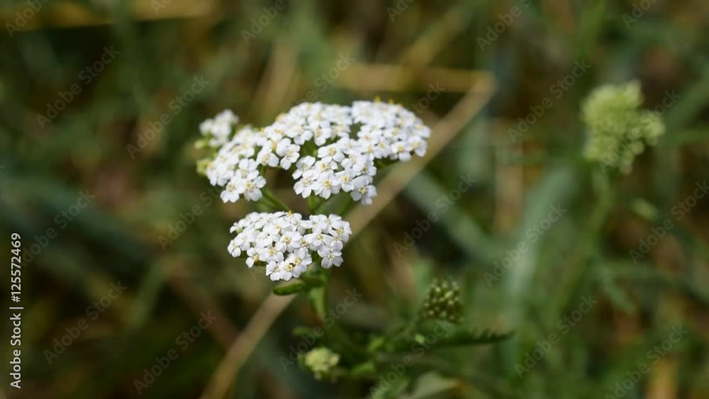 Achillea millefolium, commonly known as yarrow, milfoil or common ...