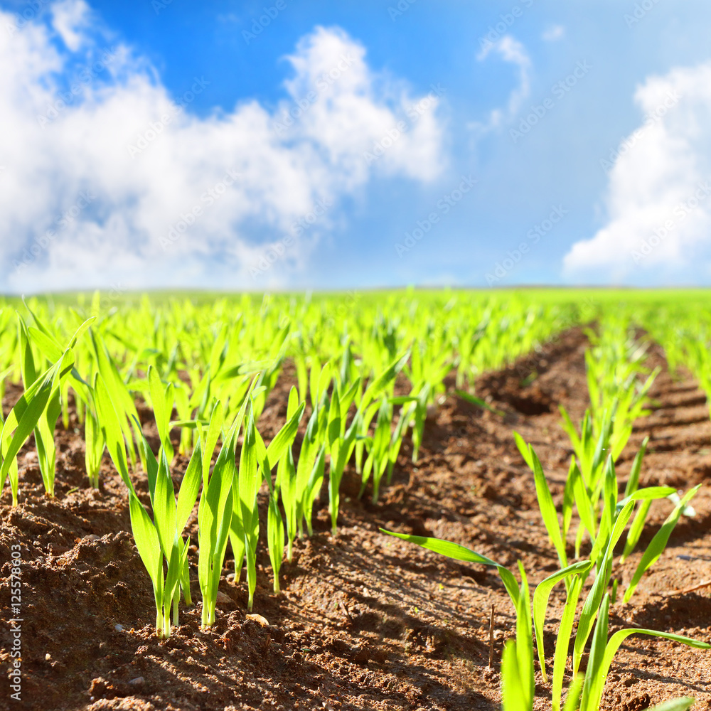 Young wheat seedlings growing in a soil. Agriculture and agronomy theme ...