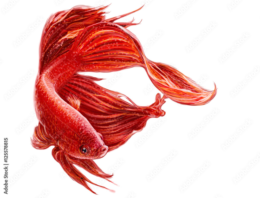 Red fighting fish hand draw and paint color on white background ...