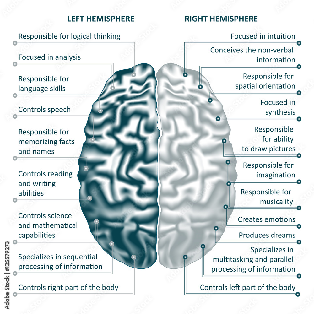 Brain left and right hemispheres infographics vector illustration Stock ...