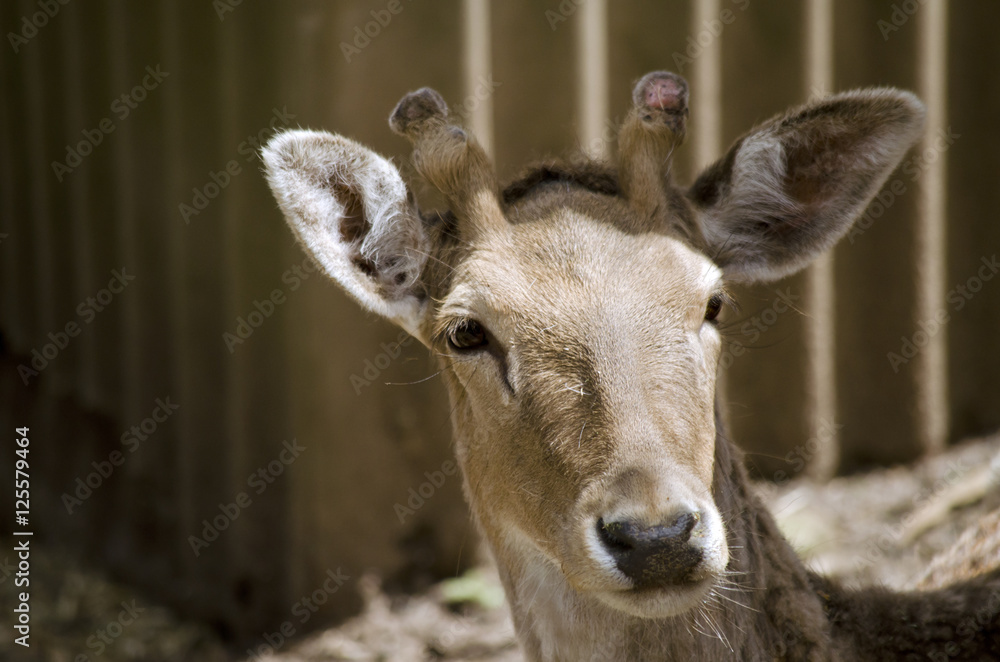 young stag Stock Photo | Adobe Stock