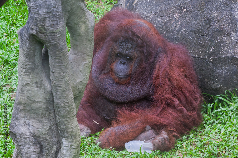 Behavior of orangutan in the zoo at Thailand Stock Photo | Adobe Stock