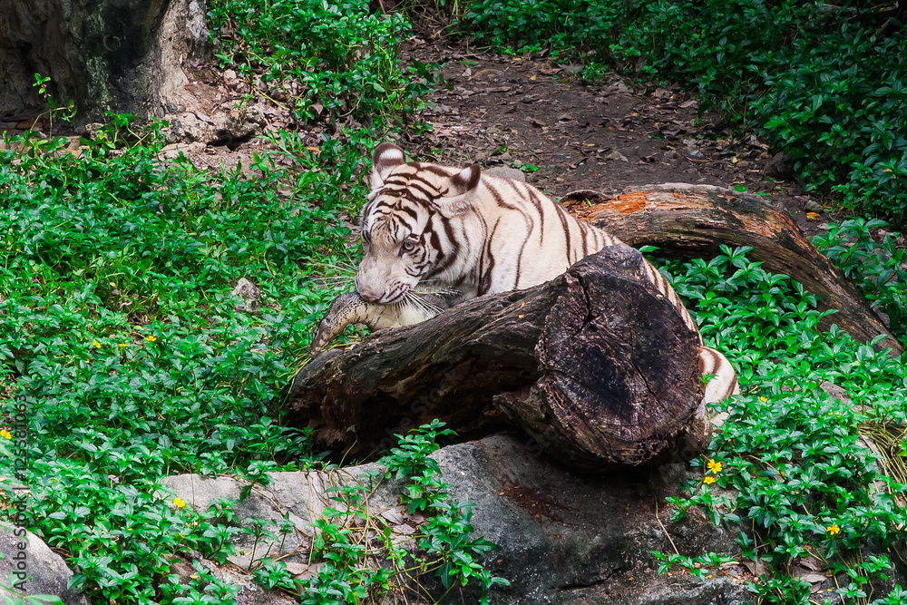 white bengal tiger eat water monitor lizard Stock Photo | Adobe Stock