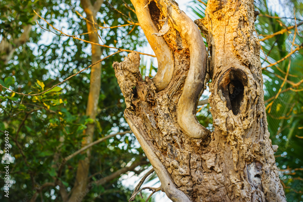 Termite Damage Tree