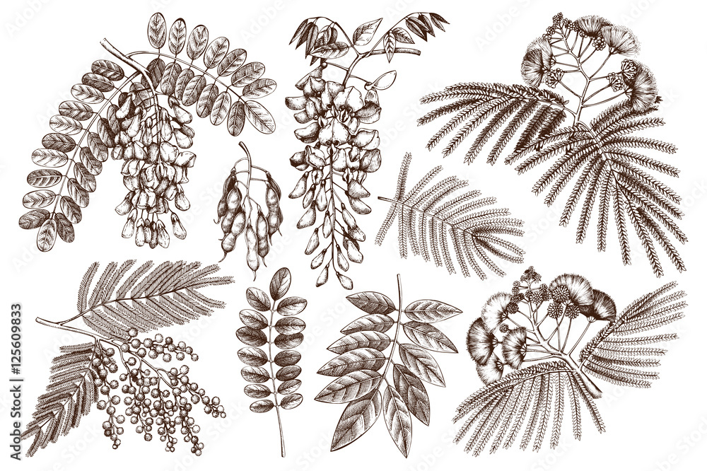 Vector collection of hand drawn Fabaceae plants in flowers. Vintage ...