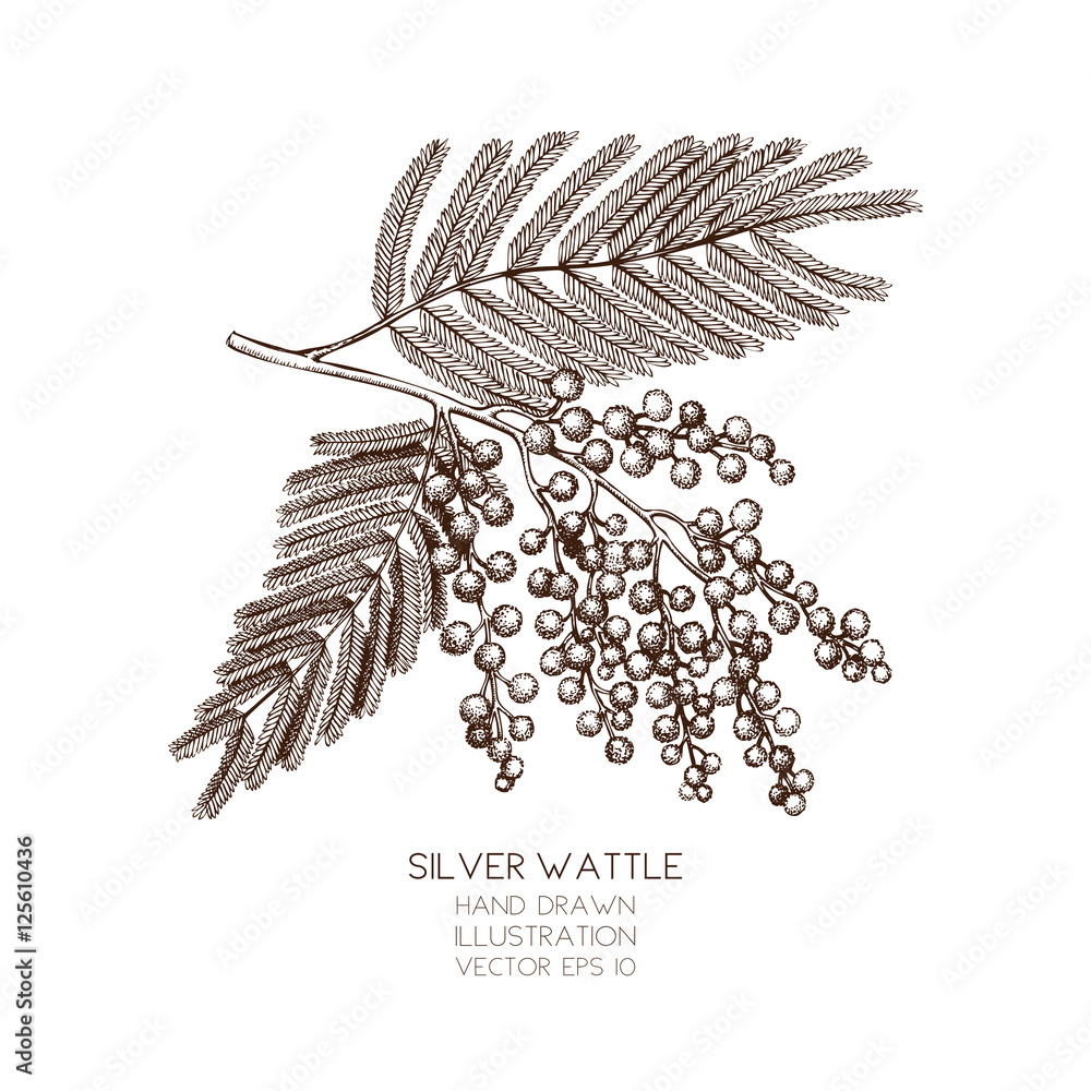 Vector hand drawn illustration of Silver Wattle tree on white ...
