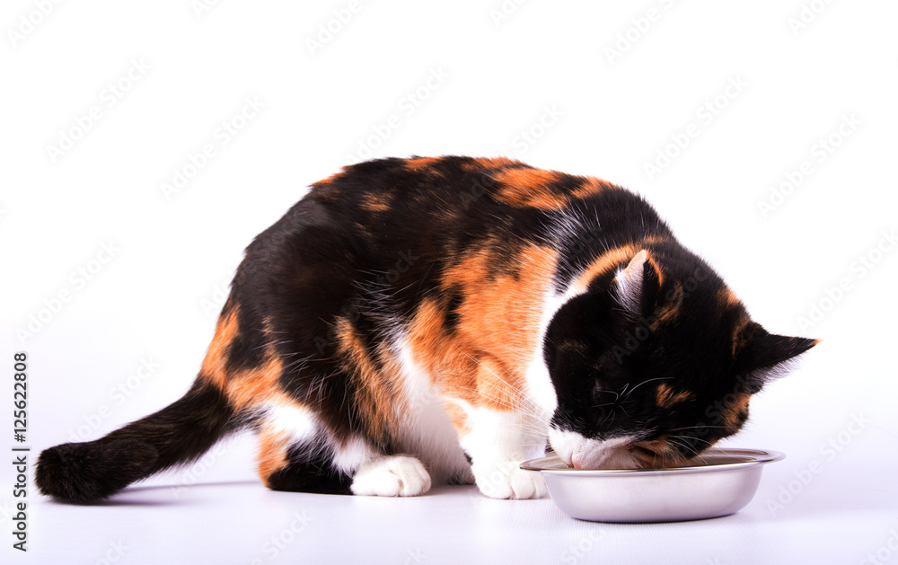 Beautiful calico cat eating out of a silver bowl, on white Stock Photo ...