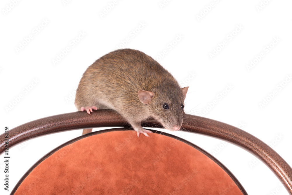 rat sitting on a chair Stock Photo | Adobe Stock
