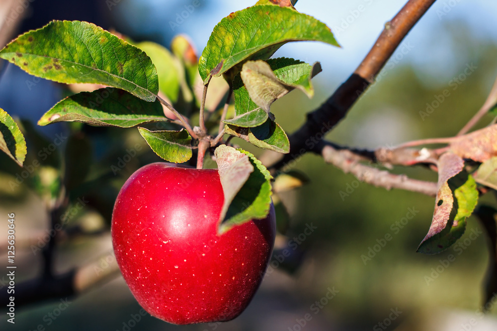 Red Apple Tree Branch