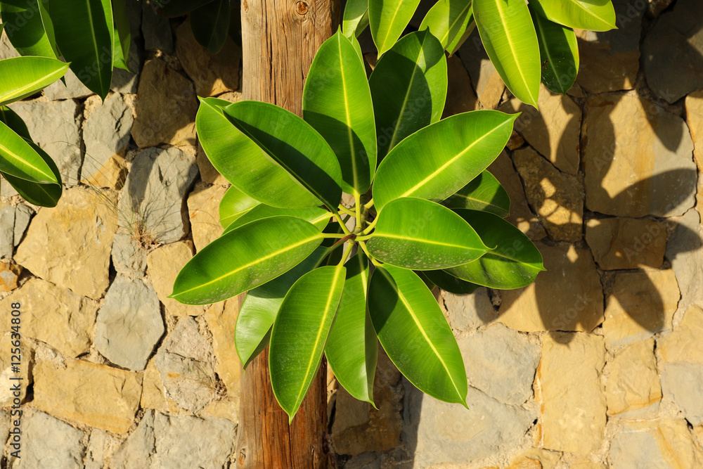 phicus Stock Photo | Adobe Stock